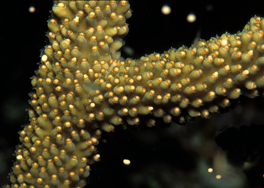 Coral Spawning: a Rare Natural Wonder that Fascinates and Draws Divers ...