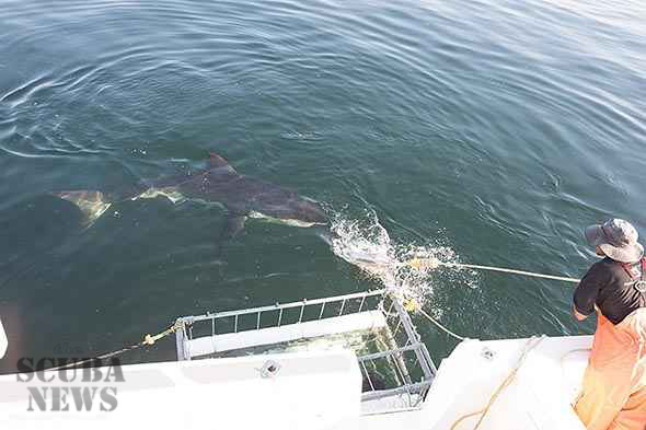 Shark Personalities of the Month - The Scuba News