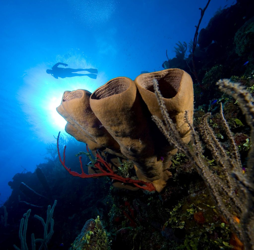 Shining a Light on Cayman’s Outstanding Reefs at Night - The Scuba News