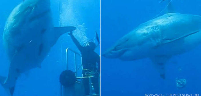 Who is Deep Blue? - The Scuba News