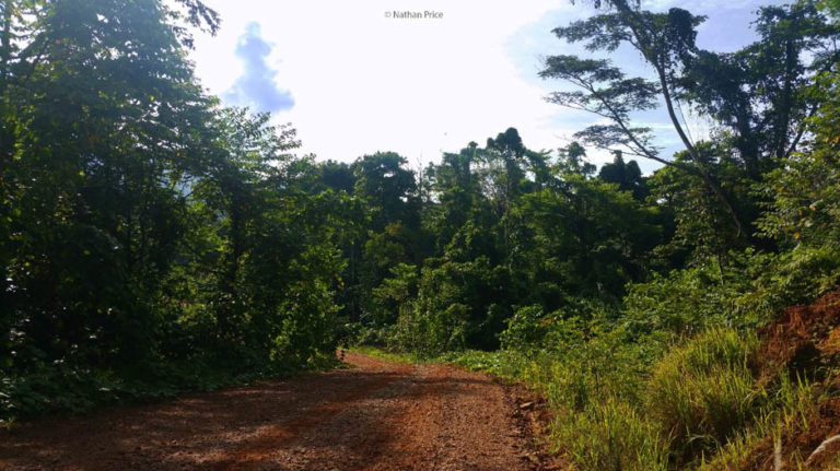 The Whale Sharks of Cenderawasih Bay - The Scuba News