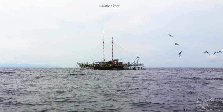 The Whale Sharks of Cenderawasih Bay - The Scuba News