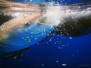 The Whale Sharks of Cenderawasih Bay - The Scuba News