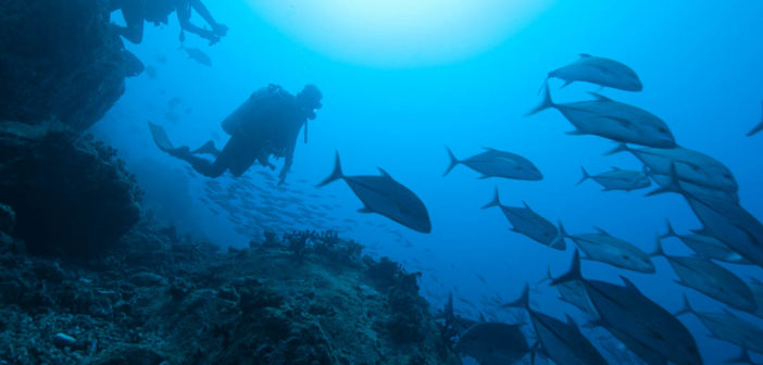 Scuba Diving in the Comoros - The Scuba News