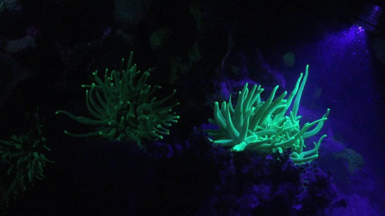 Shining a Light on Cayman’s Outstanding Reefs at Night - The Scuba News