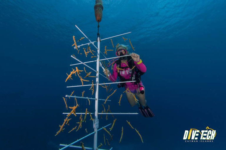 Divetech recognized at CCMI Festival of Seas - The Scuba News