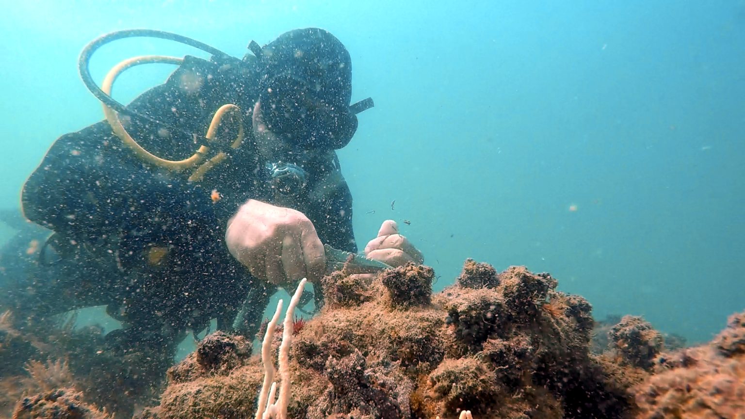 Go Dive NUDI - Natural Underwater Discovery Internship