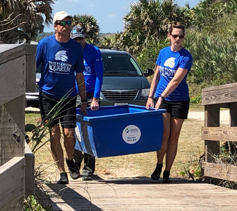 Two Endangered Loggerhead Sea Turtles Released Back to the Wild