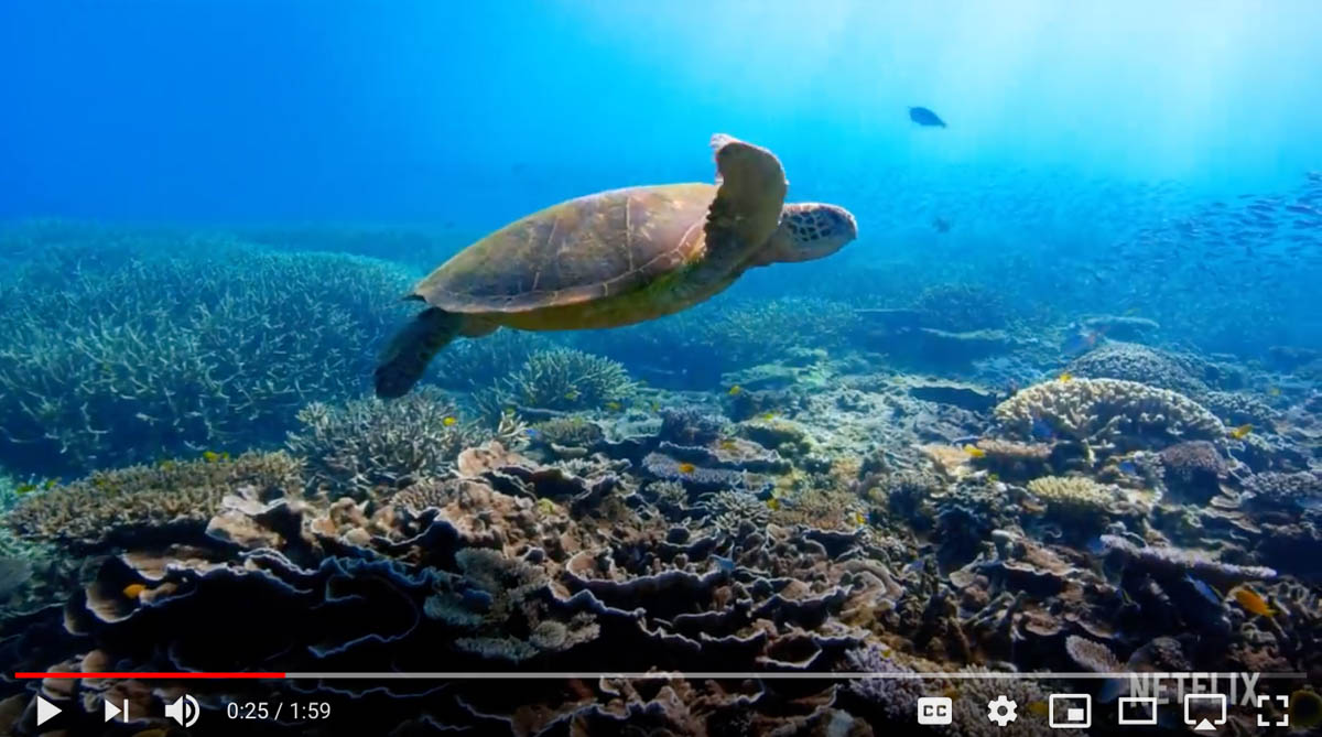 David Attenborough: A Life on Our Planet Now Available on Netflix