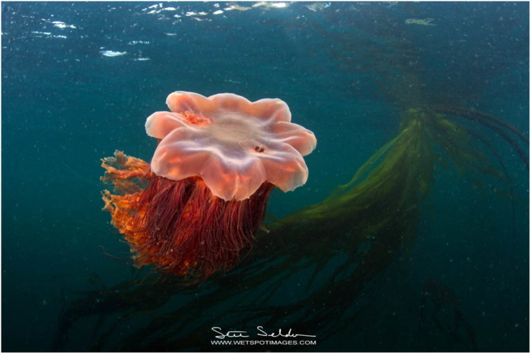 Learn more about Lion's Mane Jellyfish - The Scuba News