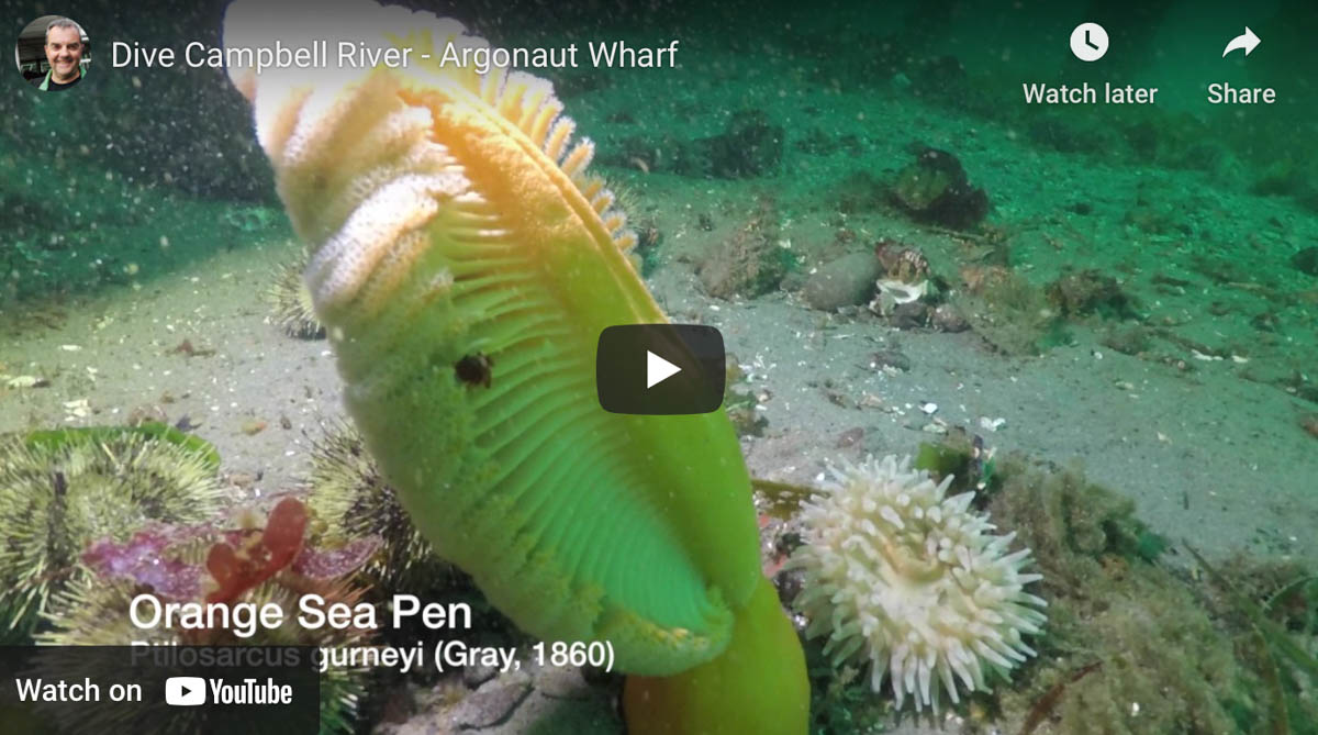 VIDEO: Diving the Argonaut Wharf in Campbell River - The Scuba News