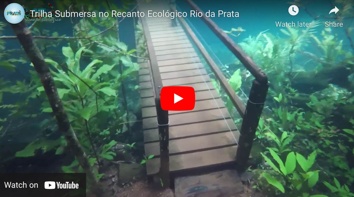 Snorkelling/Scuba Diving an Underwater Forest - The Scuba News