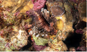 Venomous Creatures in the Red Sea - The Scuba News