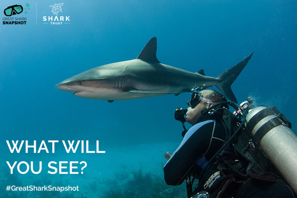 Shark Trust announce the Great Shark Snapshot - The Scuba News