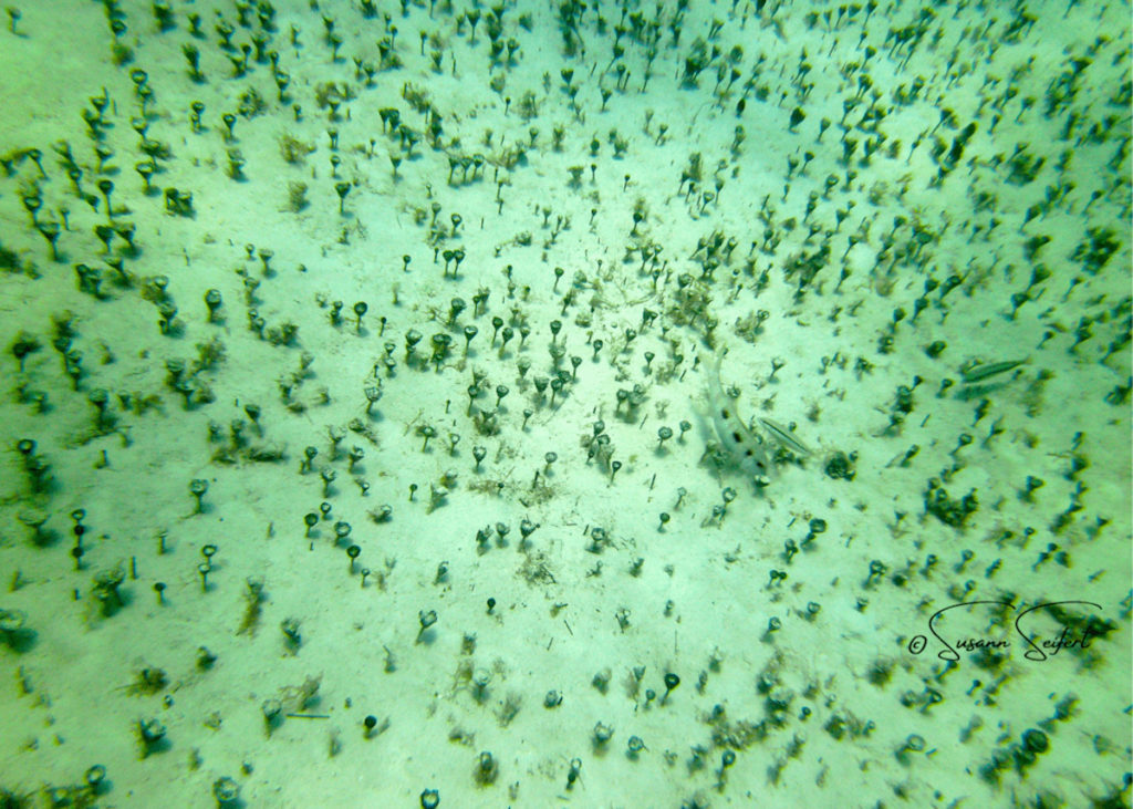 10 Awesome Creatures of the Caribbean - The Scuba News