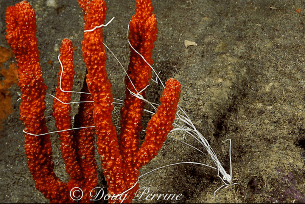 10 Awesome Creatures of the Caribbean - The Scuba News