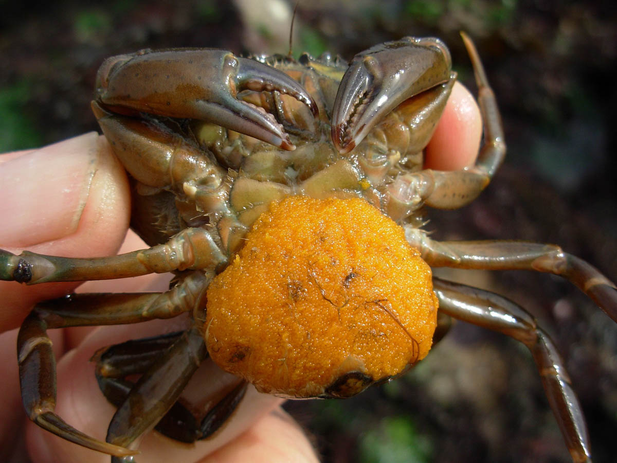 Invasion of the European Green Crab - The Scuba News