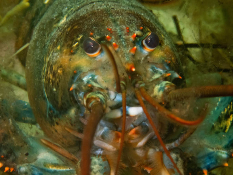 Scuba Diving The Puddle in Queensland, Nova Scotia - The Scuba News
