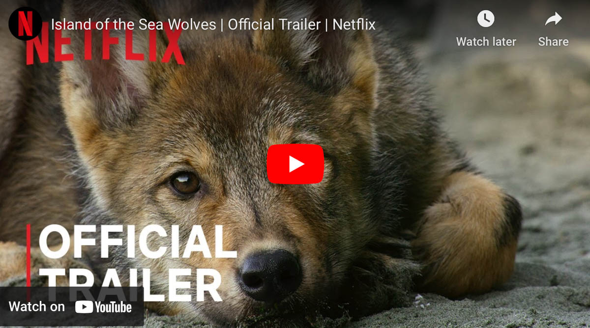 Island of the Sea Wolves: A Netflix Film - Watch The Trailer - The ...