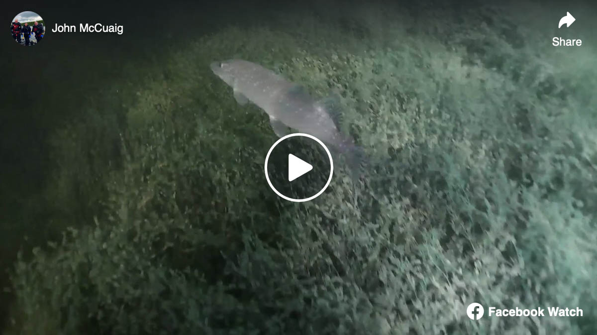 Stalking Northern Pike and Yellow Perch at Twin Lakes, Alberta - The ...