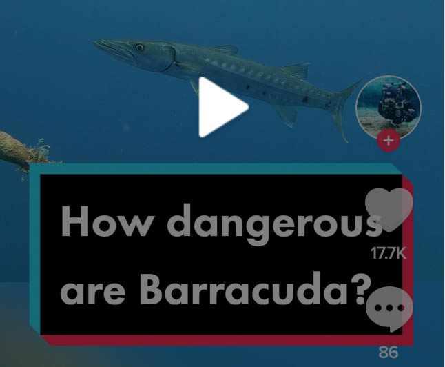 Diving With Barracudas - The Scuba News