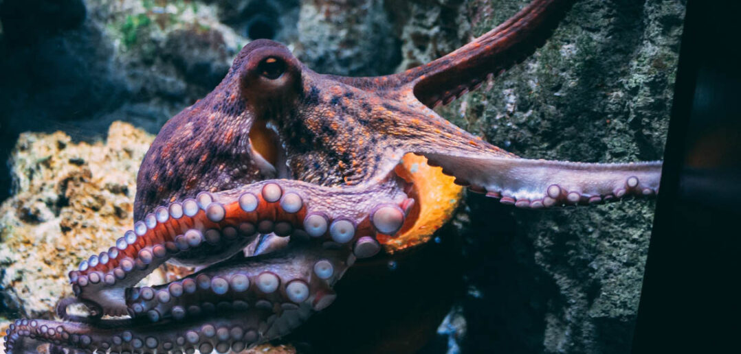 Squid Vs Octopus: What is the difference? - The Scuba News