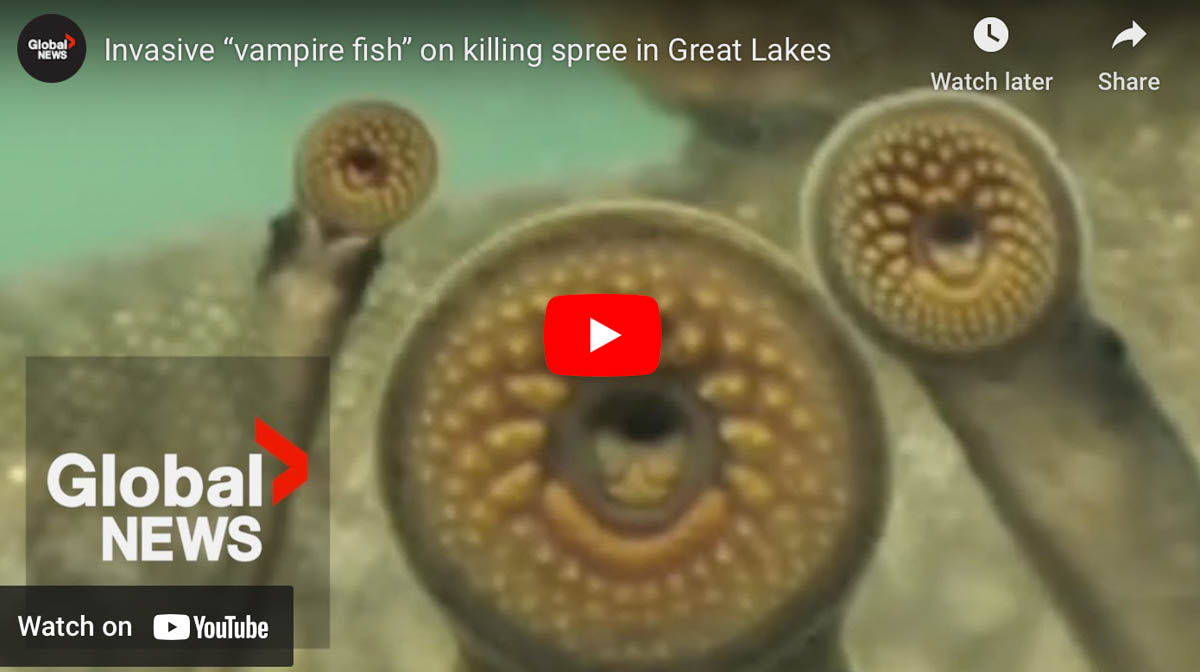 Invasive 'Vampire Fish' on the Kill in the Great Lakes - The Scuba News