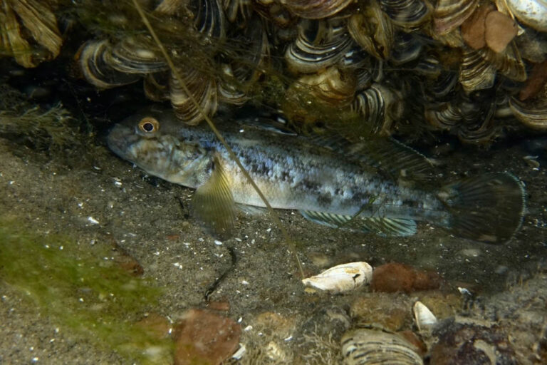 About the Round Gobies - The Scuba News