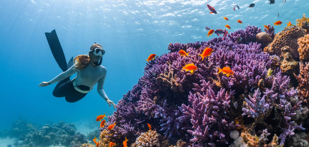 Discover the Depths of Saudi Arabia: Almonda Liveaboard Deal - The ...