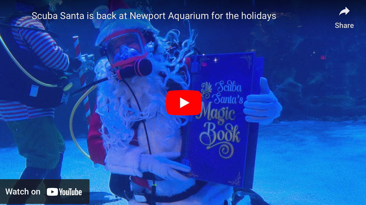 Experience the Festive Return of Scuba Santa at Newport Aquarium - The ...