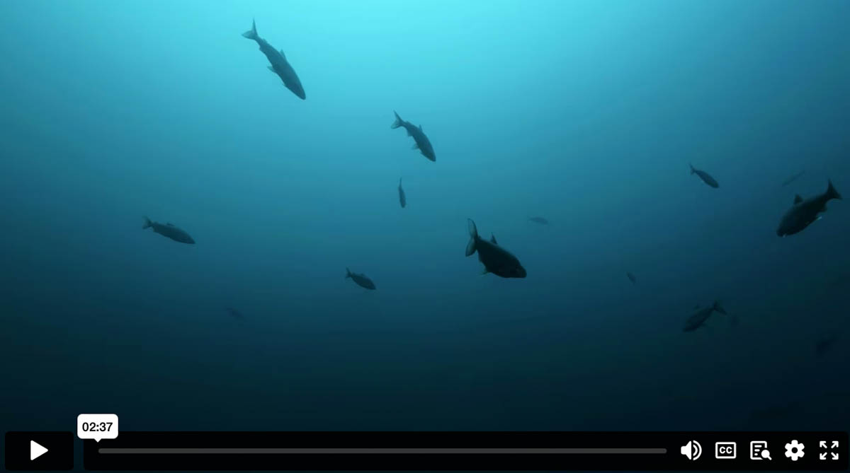 "All Too Clear" Documentary - Watch The Trailer - The Scuba News