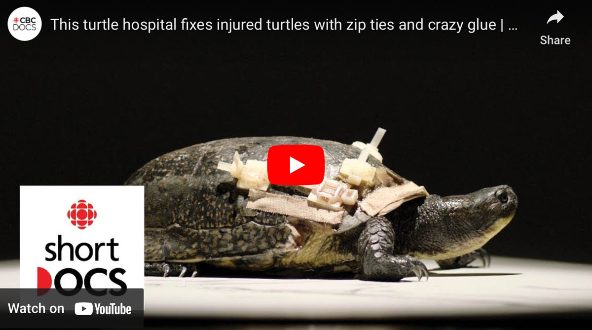 Introducing Ontario Turtle Conservation Centre - The Scuba News