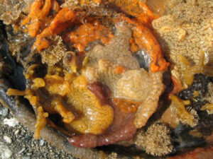 About the Violet Tunicate - The Scuba News
