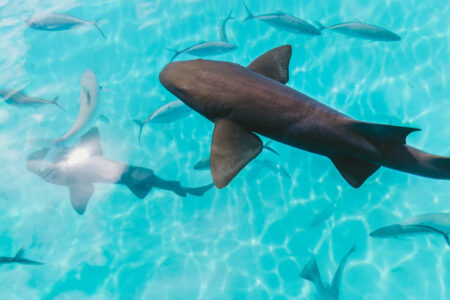 Shark Diving Etiquette: How to Safely Interact with Sharks - The Scuba News