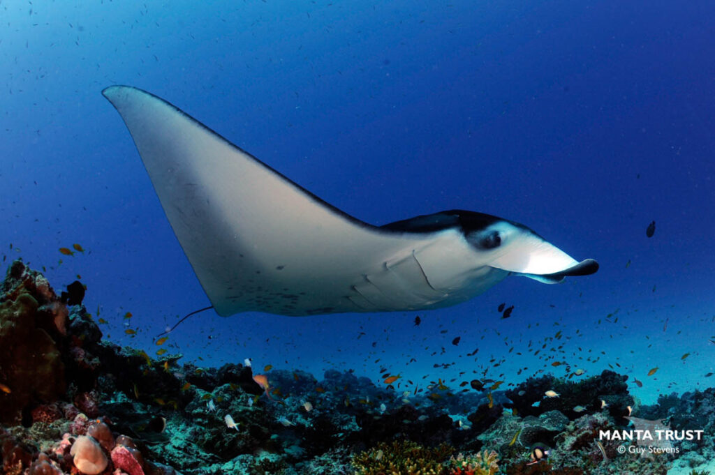 World Manta Day Returns on 17th September 2024 - The Scuba News