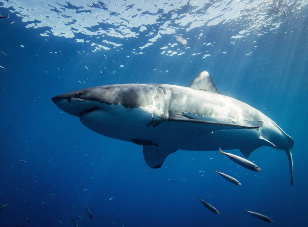 Shark Diving Etiquette: How to Safely Interact with Sharks - The Scuba News