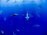 Shark Diving Etiquette: How to Safely Interact with Sharks - The Scuba News