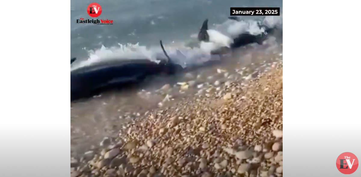 Hundreds of Dolphins Wash Ashore in Puntland, Somalia - The Scuba News