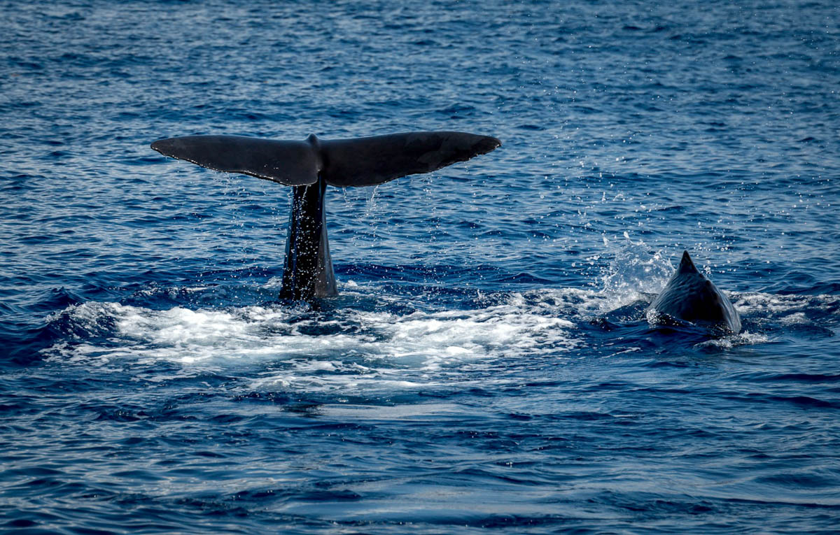 Watch the Trailer: A Scuba Diver Is Swallowed Whole by a Sperm Whale in ...