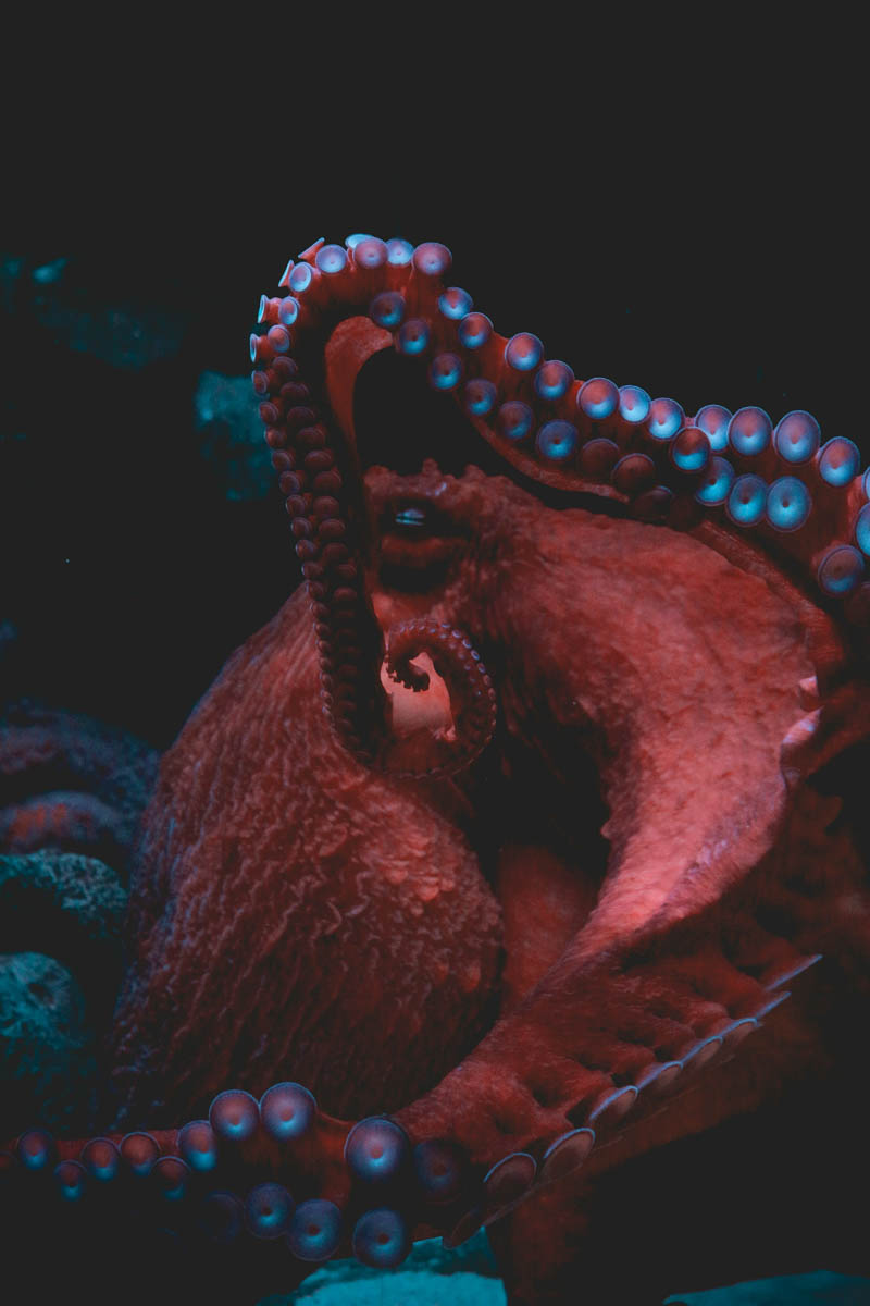 Now on Netflix: Remarkably Bright Creatures - The Scuba News