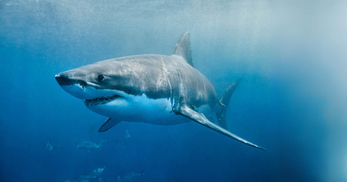 Shark Town Brings Great White Conservation Story to the UK with Bristol ...