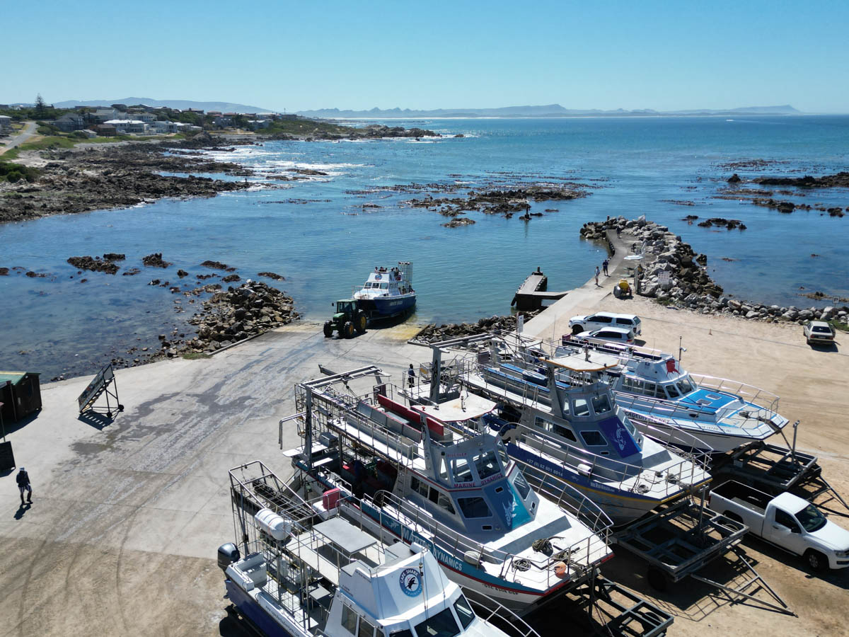 Shark Town Brings Great White Conservation Story to the UK with Bristol ...