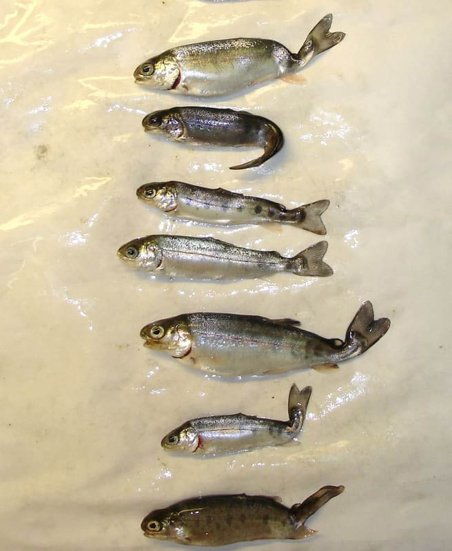 Stop the Spread of Whirling Disease - The Scuba News Canada
